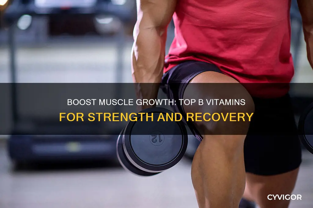 Boost Muscle Growth: Top B Vitamins For Strength And Recovery | CyVigor
