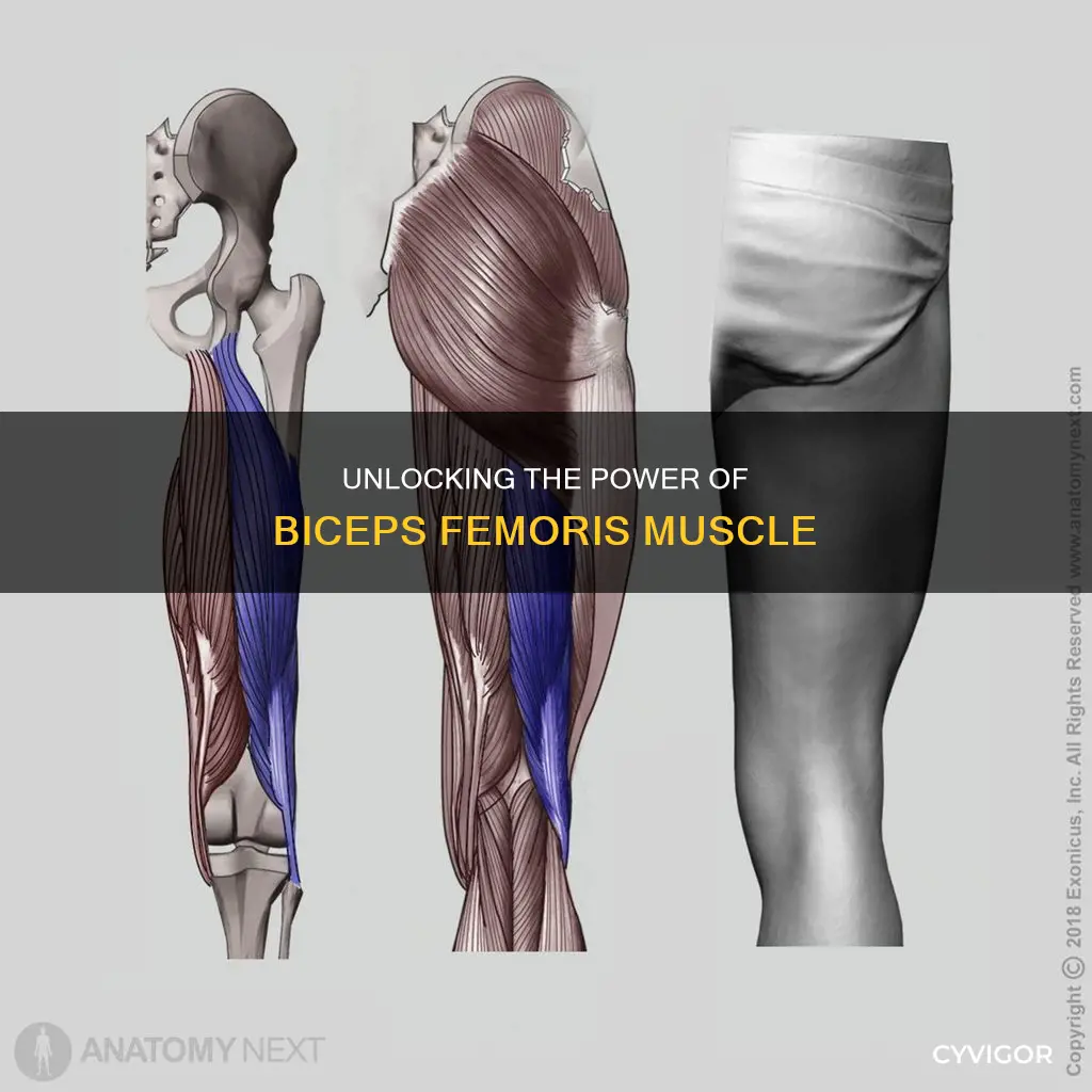 Unlocking The Power Of Biceps Femoris Muscle | CyVigor