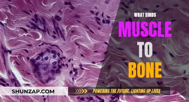 How Muscles Connect: Exploring Fascial Linkages | CyVigor