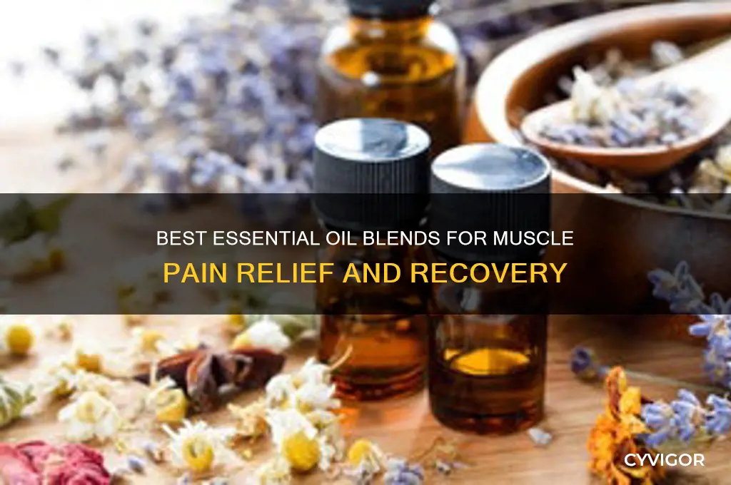Best Essential Oil Blends For Muscle Pain Relief And Recovery | CyVigor