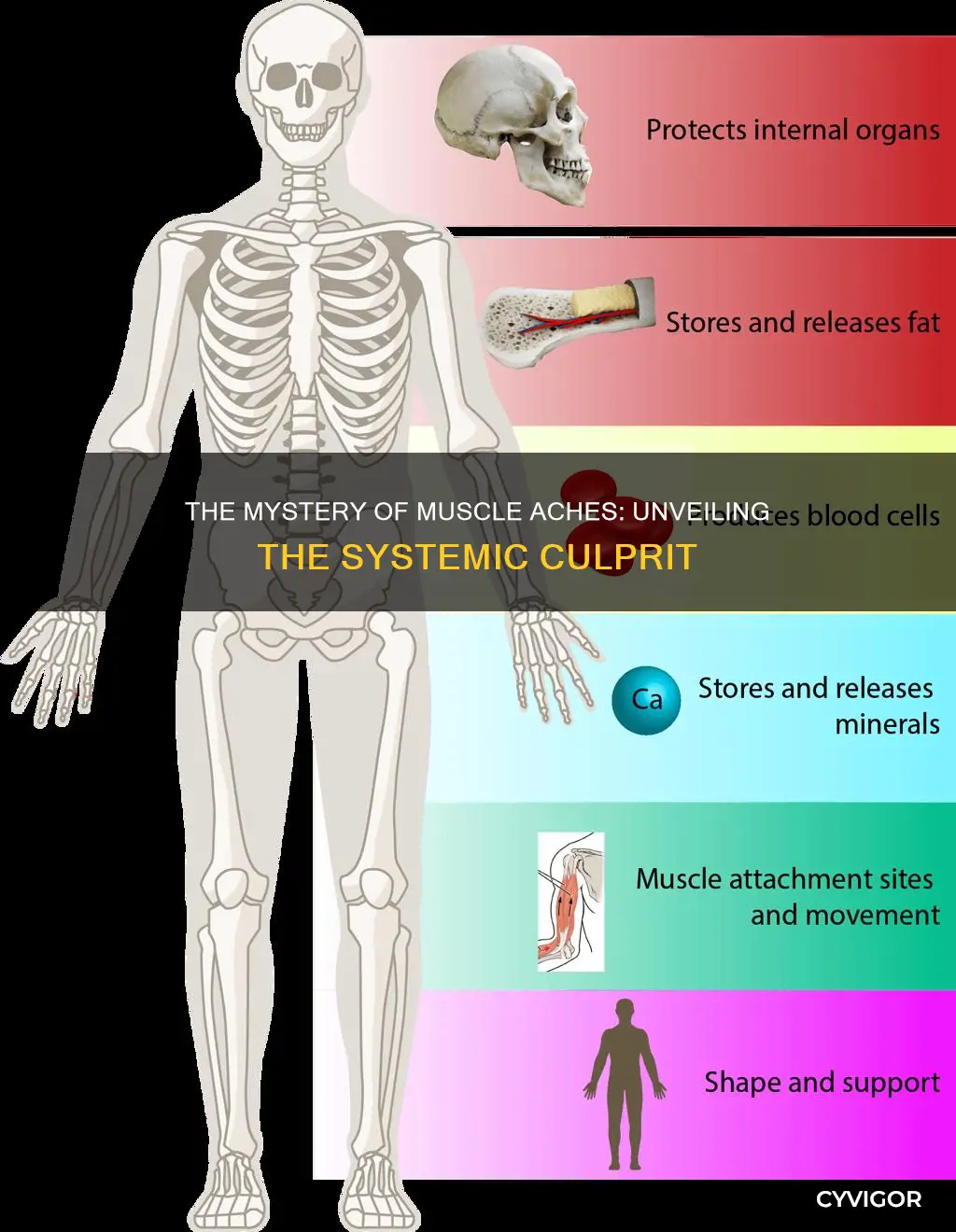 The Mystery Of Muscle Aches: Unveiling The Systemic Culprit | CyVigor