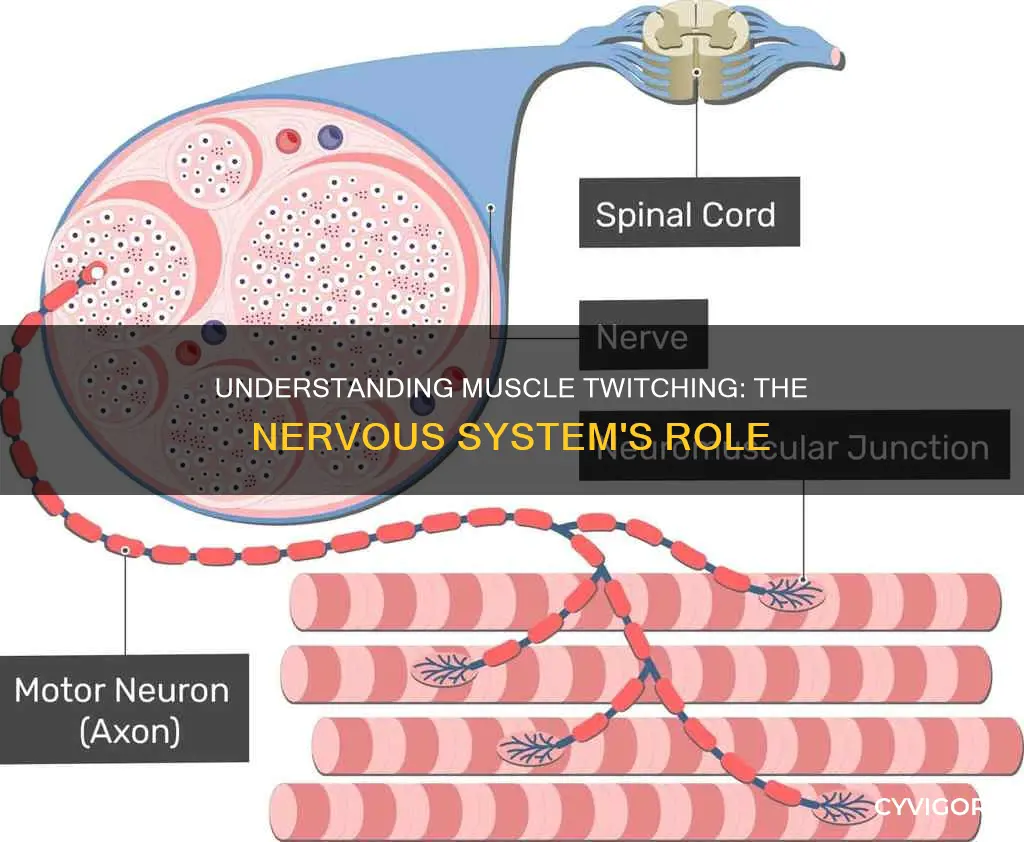 Understanding Muscle Twitching: The Nervous System's Role | CyVigor