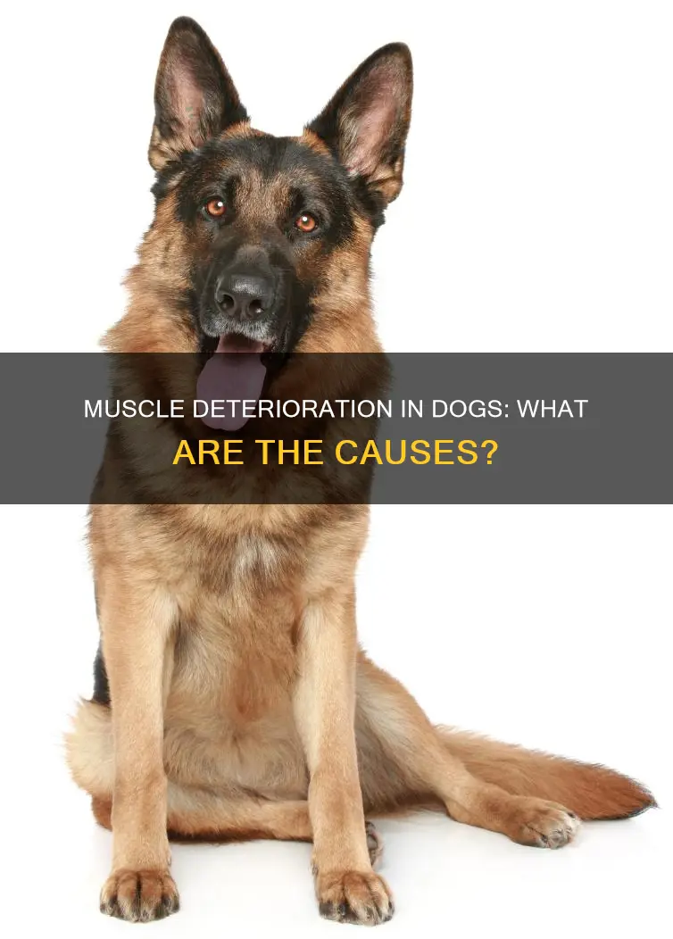Muscle Deterioration In Dogs: What Are The Causes? | CyVigor