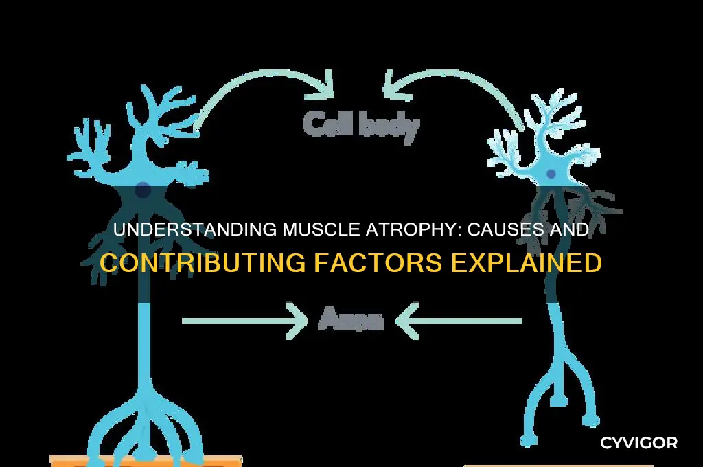 Understanding Muscle Atrophy: Causes And Contributing Factors Explained ...