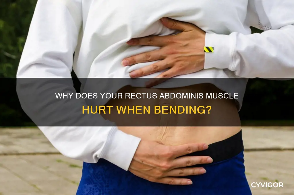 Why Does Your Rectus Abdominis Muscle Hurt When Bending? | CyVigor