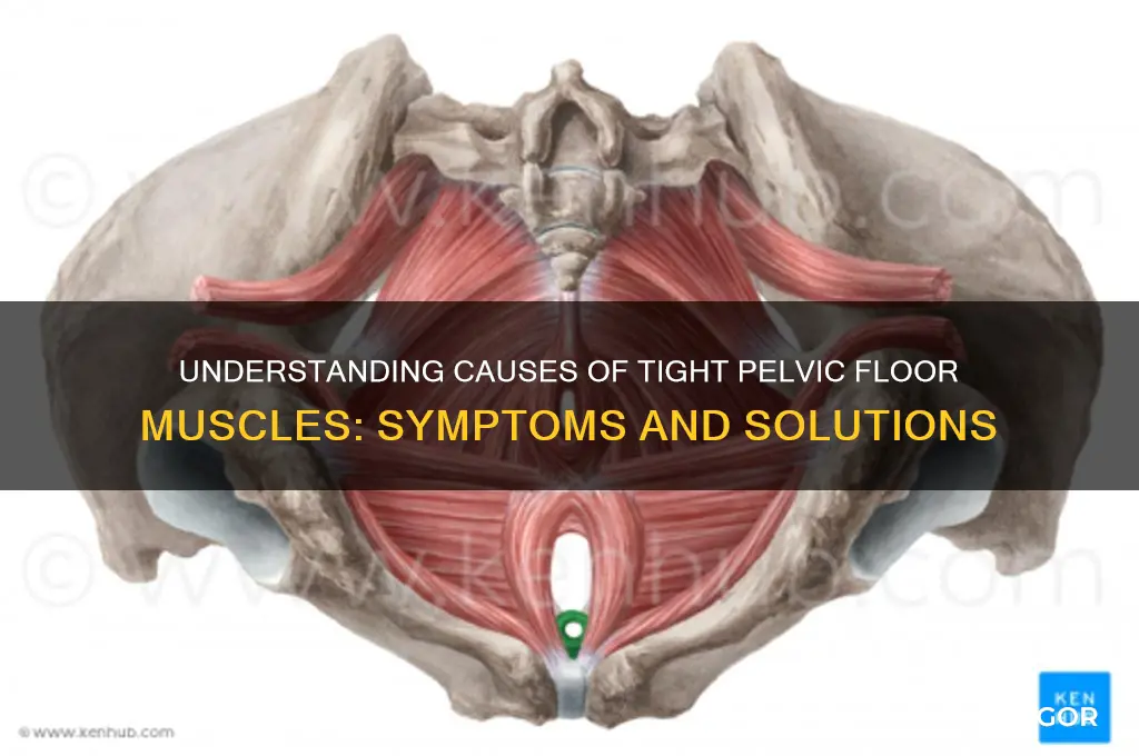 Understanding Causes Of Tight Pelvic Floor Muscles: Symptoms And ...