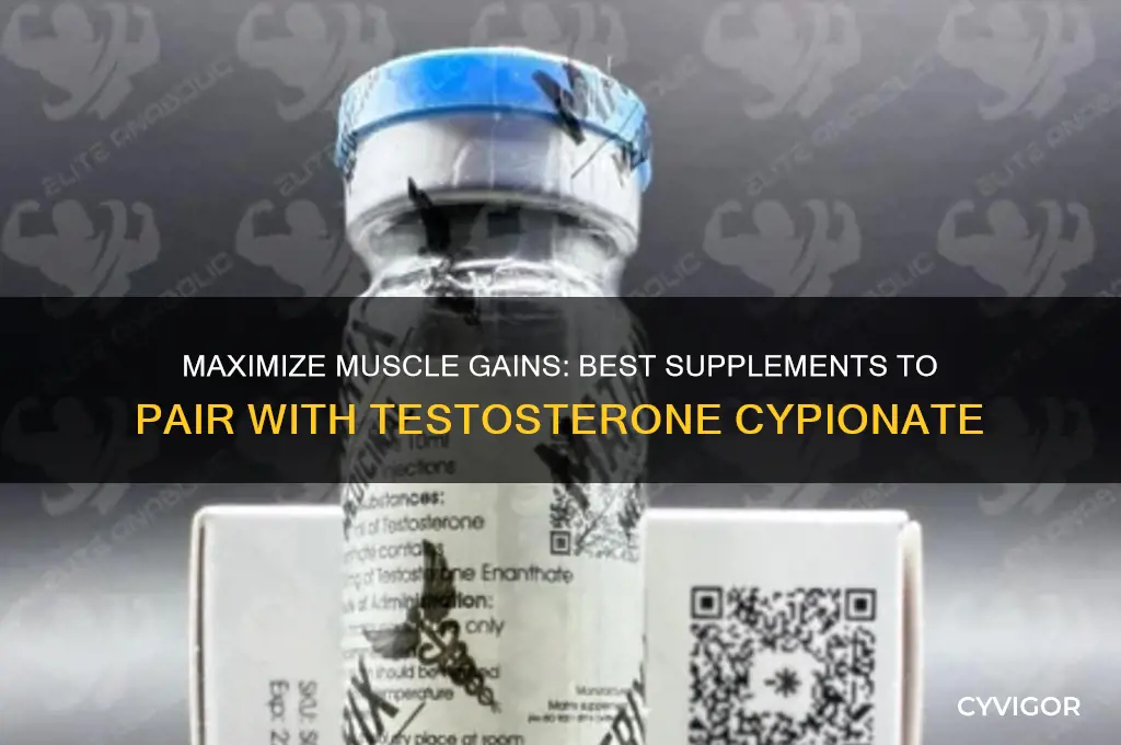Maximize Muscle Gains: Best Supplements To Pair With Testosterone ...