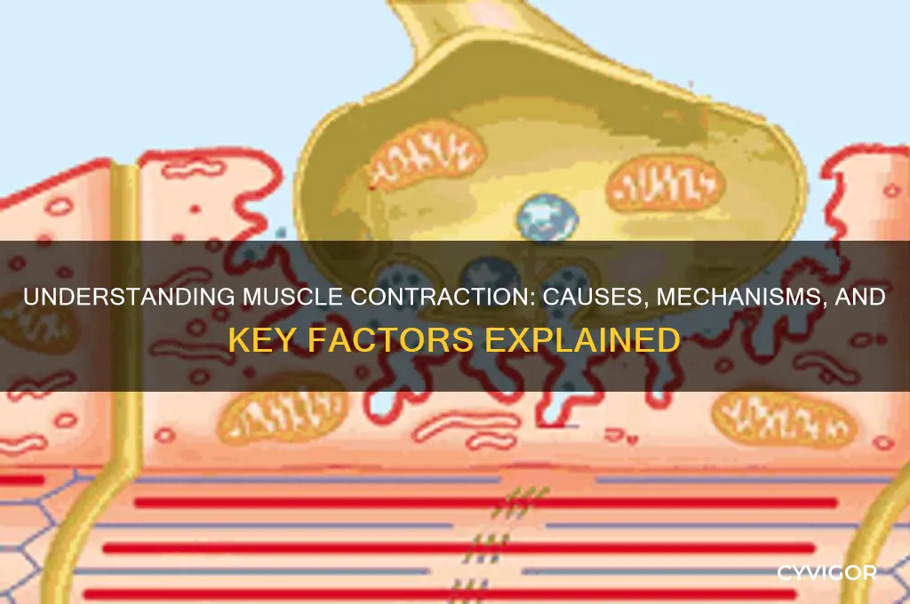 Understanding Muscle Contraction: Causes, Mechanisms, And Key Factors ...