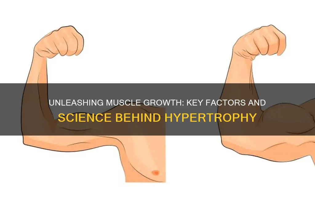 Unleashing Muscle Growth: Key Factors And Science Behind Hypertrophy ...
