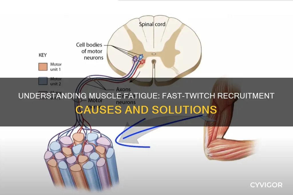 Understanding Muscle Fatigue: Fast-Twitch Recruitment Causes And ...