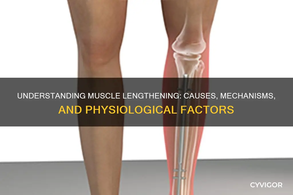 Understanding Muscle Lengthening: Causes, Mechanisms, And Physiological ...