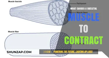 Unraveling The Triggers: How Skeletal Muscles Generate Action ...