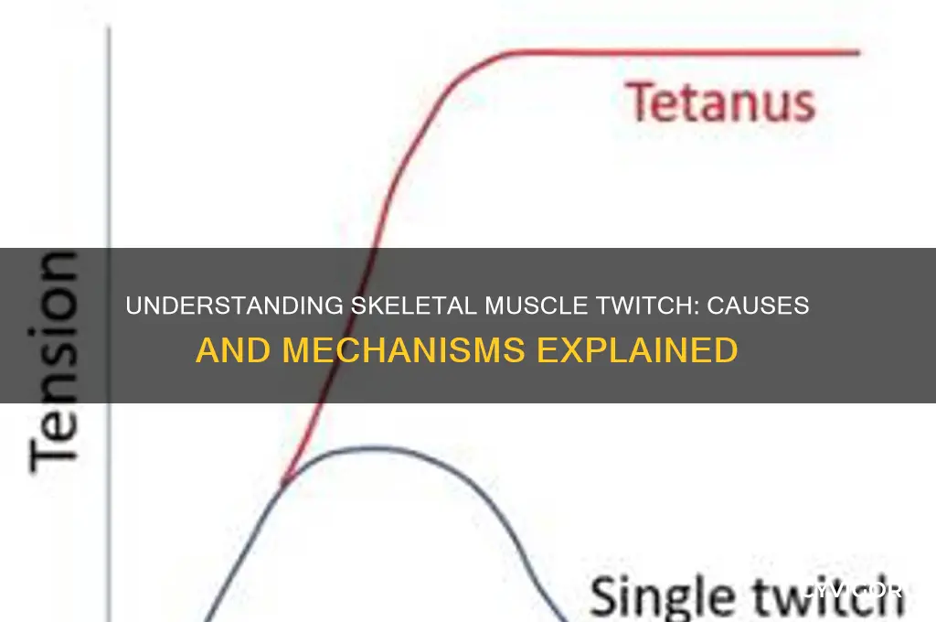 Understanding Skeletal Muscle Twitch: Causes And Mechanisms Explained ...