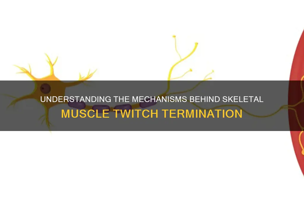Understanding The Mechanisms Behind Skeletal Muscle Twitch Termination ...
