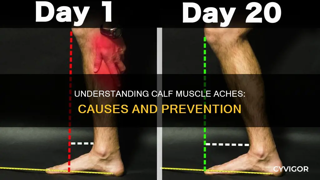 Understanding Calf Muscle Aches: Causes And Prevention | CyVigor