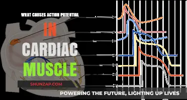 Unraveling The Trigger: How Muscle Fibers Generate Action Potentials ...
