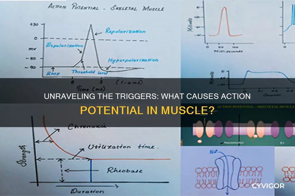 Unraveling The Triggers: What Causes Action Potential In Muscle? | CyVigor