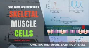 Unraveling The Science Behind Muscle Action Potentials And Excitation ...