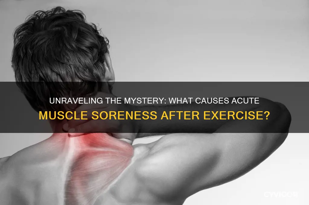 Unraveling The Mystery: What Causes Acute Muscle Soreness After ...