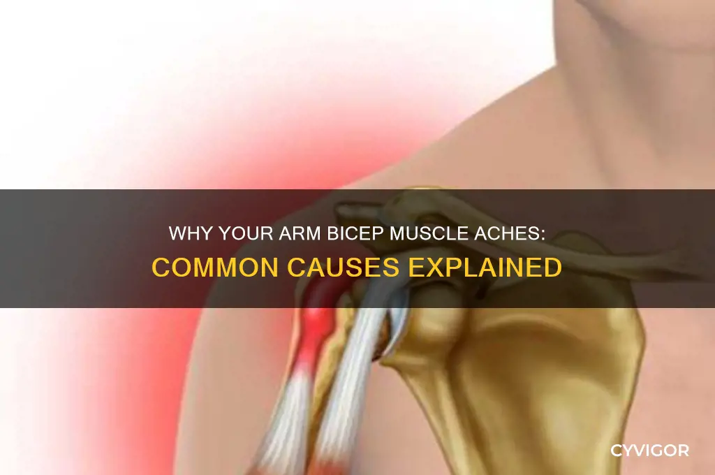 Why Your Arm Bicep Muscle Aches: Common Causes Explained | CyVigor