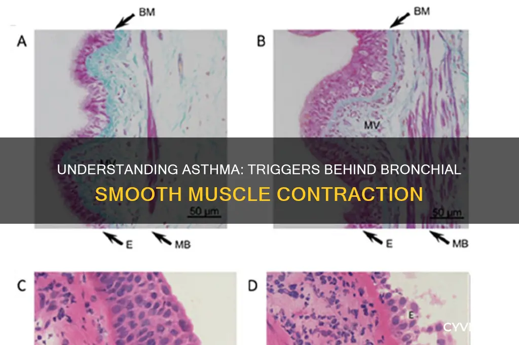 Understanding Asthma: Triggers Behind Bronchial Smooth Muscle ...