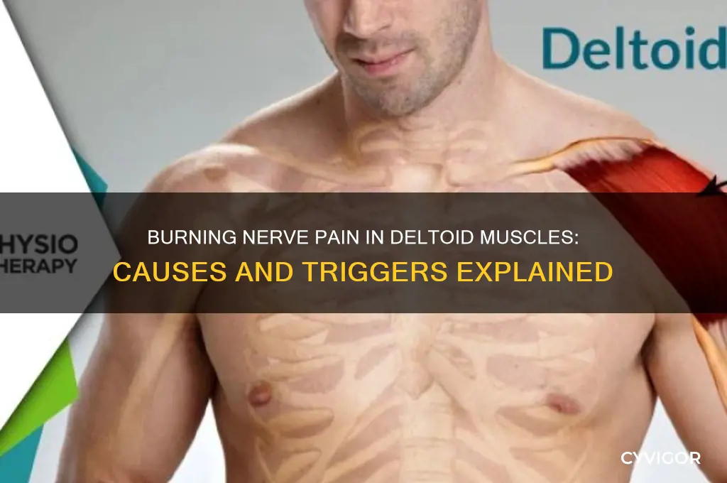 Burning Nerve Pain In Deltoid Muscles: Causes And Triggers Explained ...