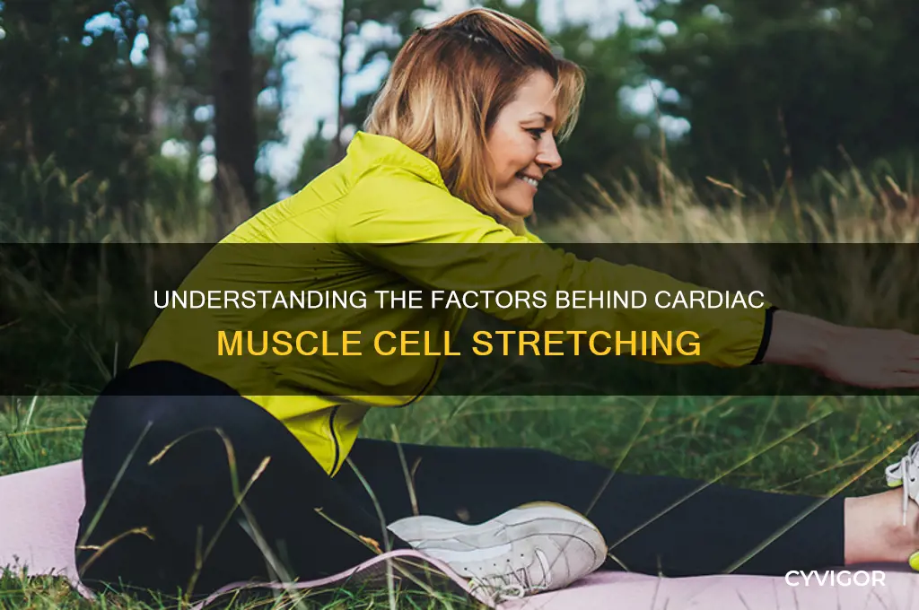 Understanding The Factors Behind Cardiac Muscle Cell Stretching | CyVigor