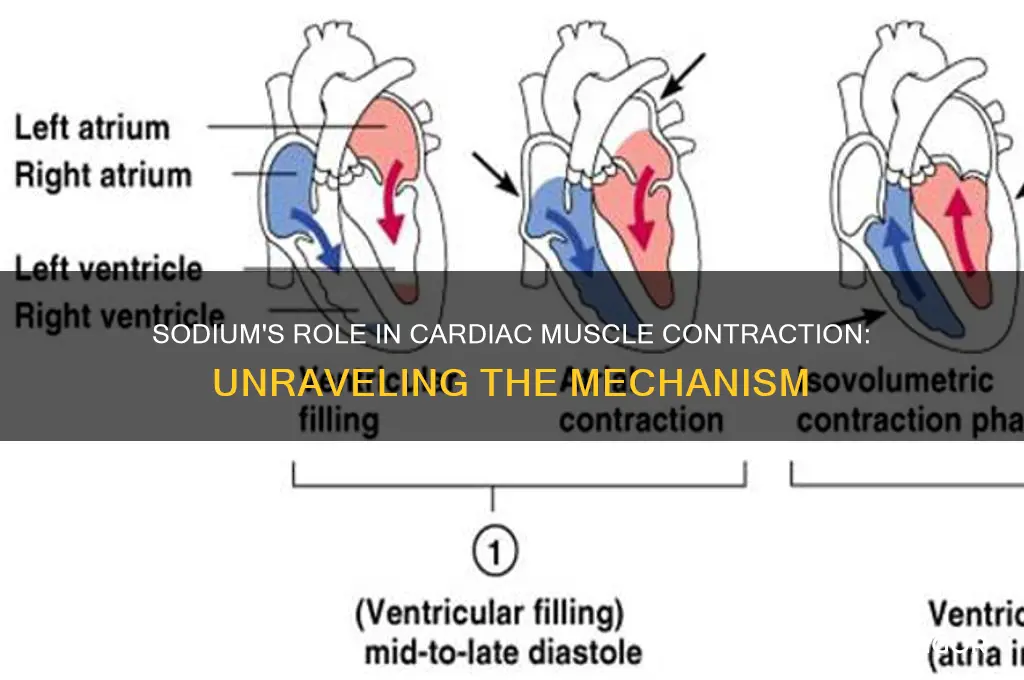 Sodium's Role In Cardiac Muscle Contraction: Unraveling The Mechanism ...