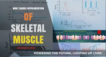 Understanding Muscle Membrane Depolarization: Causes And Mechanisms ...