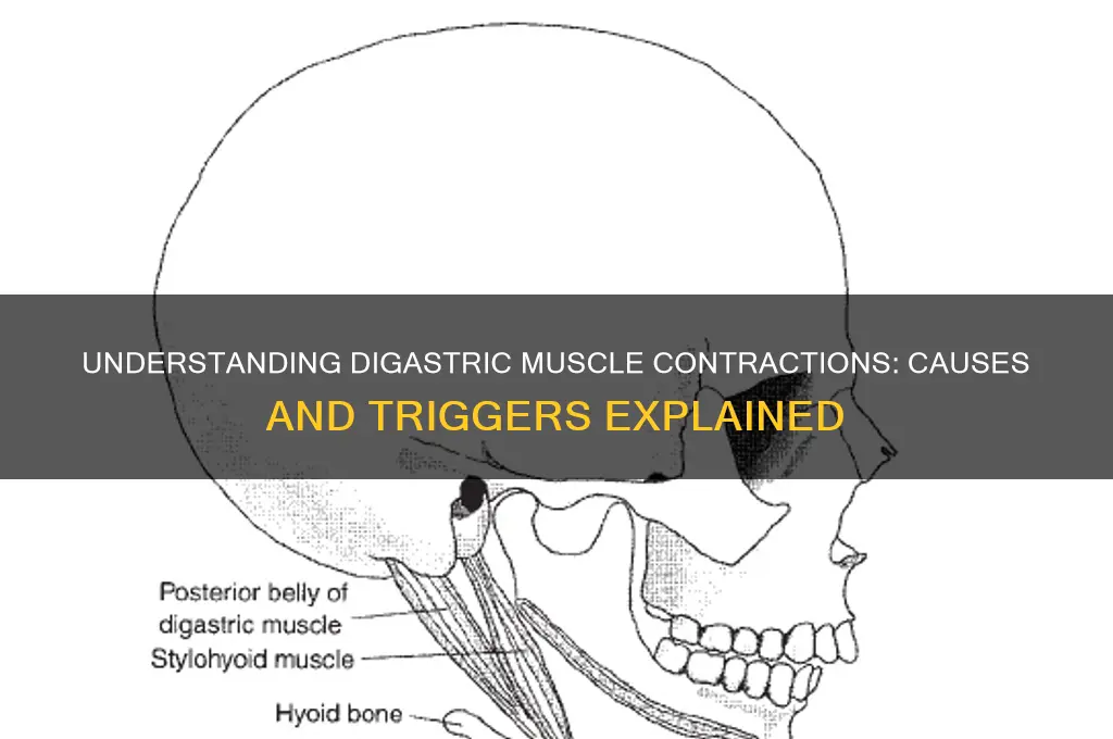 Understanding Digastric Muscle Contractions: Causes And Triggers ...