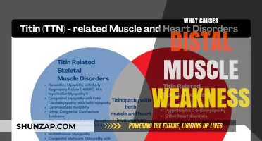 Understanding Paraspinal Muscle Edema: Causes And Contributing Factors ...
