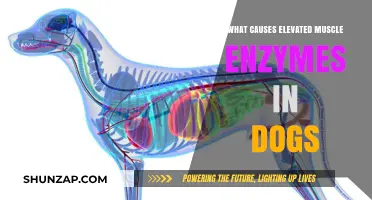 Understanding Enlarged Masseter Muscles: Causes, Symptoms, And ...