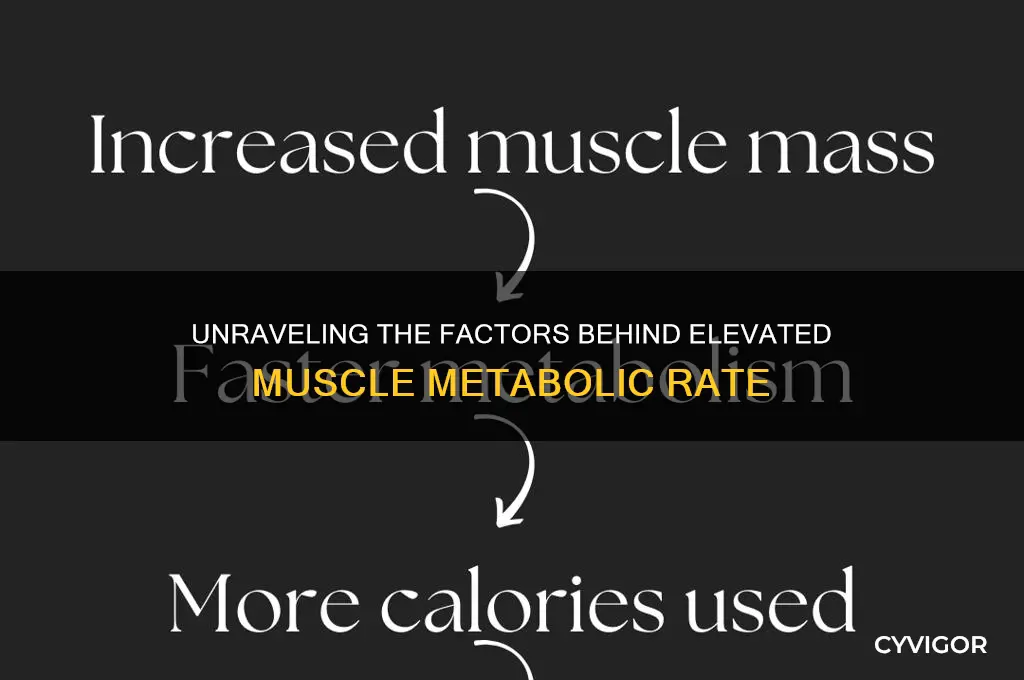 Unraveling The Factors Behind Elevated Muscle Metabolic Rate | CyVigor