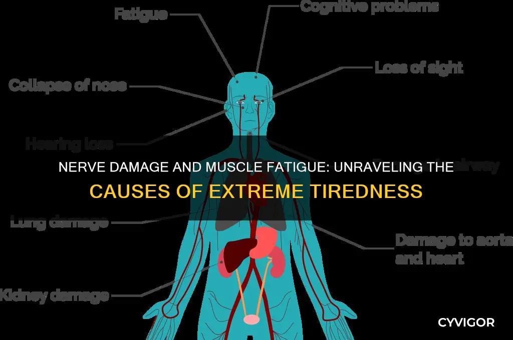 Nerve Damage And Muscle Fatigue: Unraveling The Causes Of Extreme ...