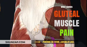 Understanding Gluteal Muscle Atrophy: Causes And Contributing Factors ...