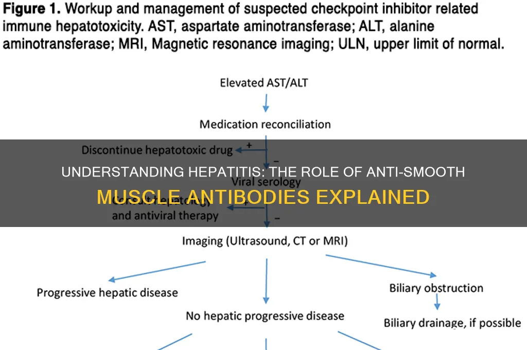 Understanding Hepatitis: The Role Of Anti-Smooth Muscle Antibodies ...