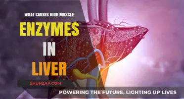 Understanding High Smooth Muscle Antibodies: Causes And Implications ...
