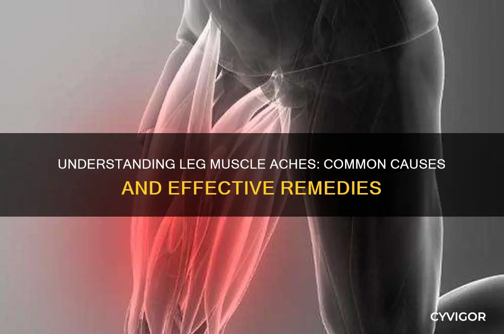 Understanding Leg Muscle Aches: Common Causes And Effective Remedies ...
