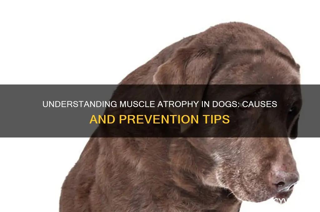 Understanding Muscle Atrophy In Dogs: Causes And Prevention Tips | CyVigor