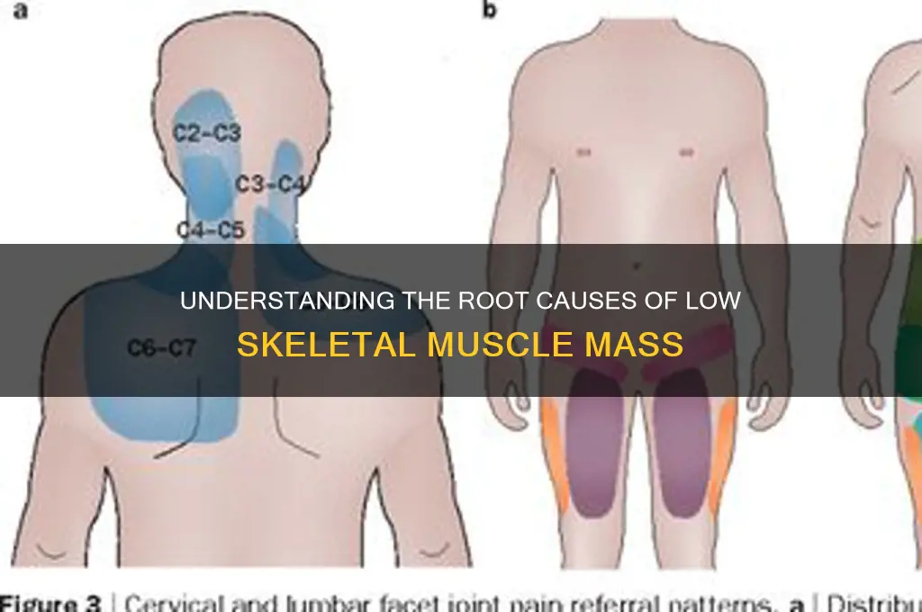 Understanding The Root Causes Of Low Skeletal Muscle Mass | CyVigor