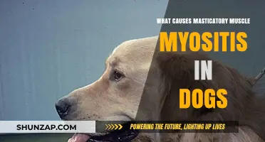 Understanding Masseter Muscle Pain: Causes And Relief Strategies | CyVigor