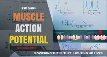 Understanding Muscle Artifacts: Causes And Impact On Medical Imaging ...