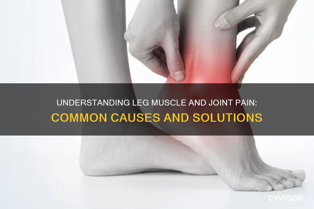 Understanding Leg Muscle And Joint Pain: Common Causes And Solutions ...
