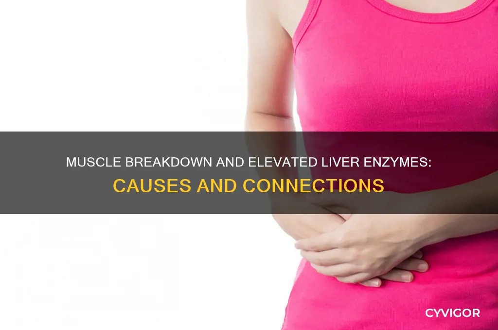 Muscle Breakdown And Elevated Liver Enzymes: Causes And Connections ...