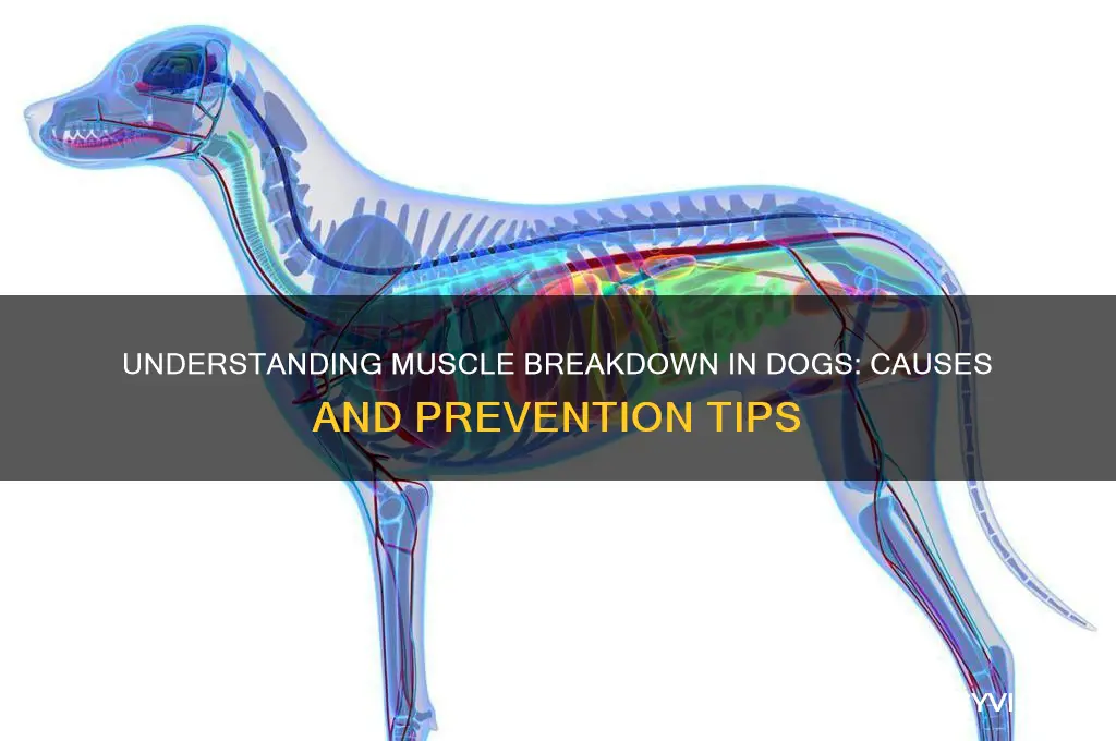 Understanding Muscle Breakdown In Dogs: Causes And Prevention Tips ...