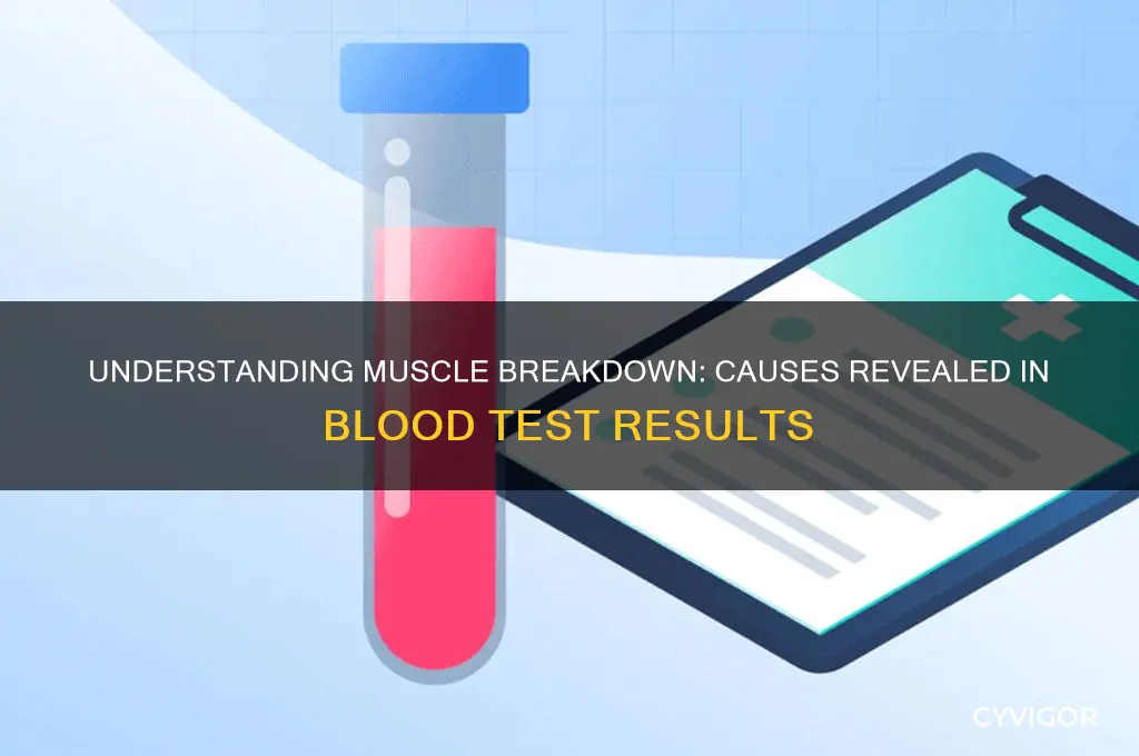 Understanding Muscle Breakdown: Causes Revealed In Blood Test Results ...