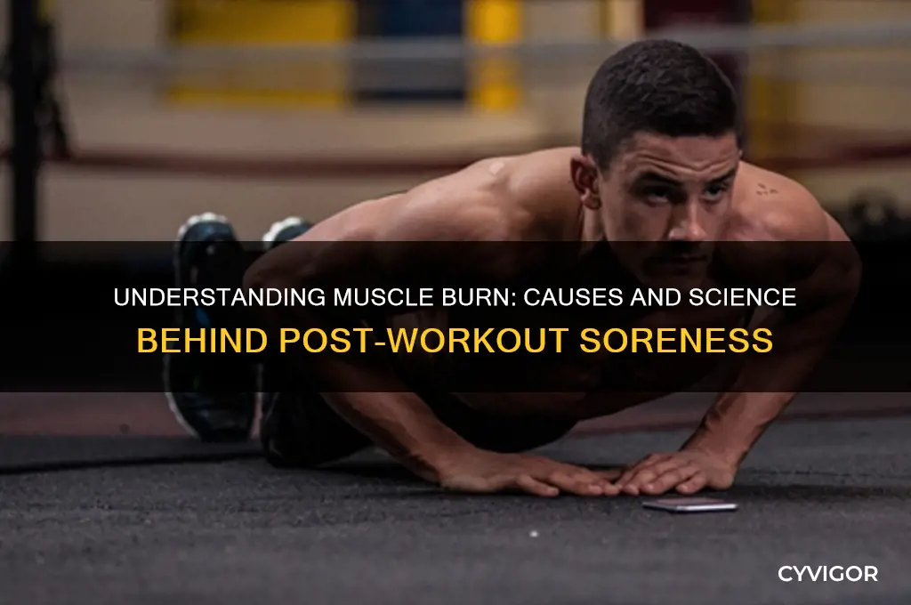 Understanding Muscle Burn: Causes And Science Behind Post-Workout ...