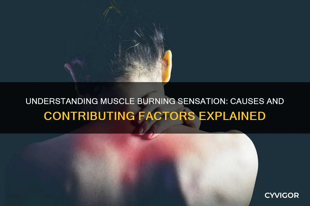 Understanding Muscle Burning Sensation: Causes And Contributing Factors ...