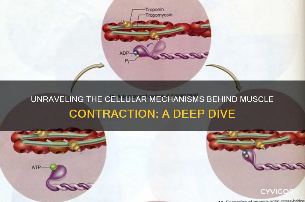 Unraveling The Cellular Mechanisms Behind Muscle Contraction: A Deep ...