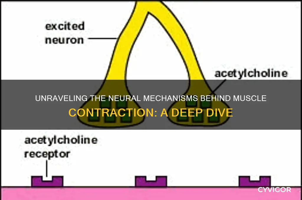 Unraveling The Neural Mechanisms Behind Muscle Contraction: A Deep Dive ...